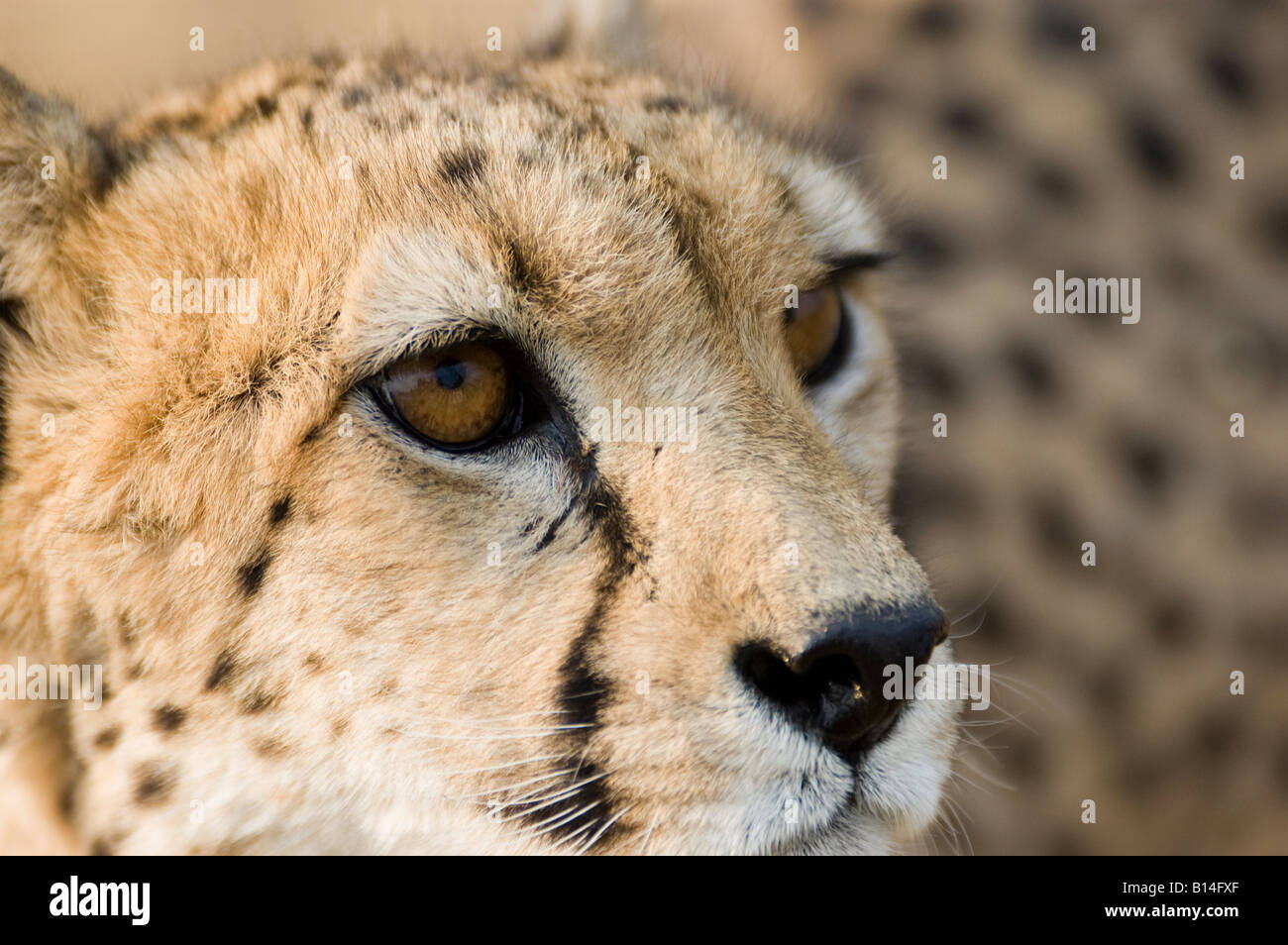 Cheetah face closeup Stock Photo - Alamy