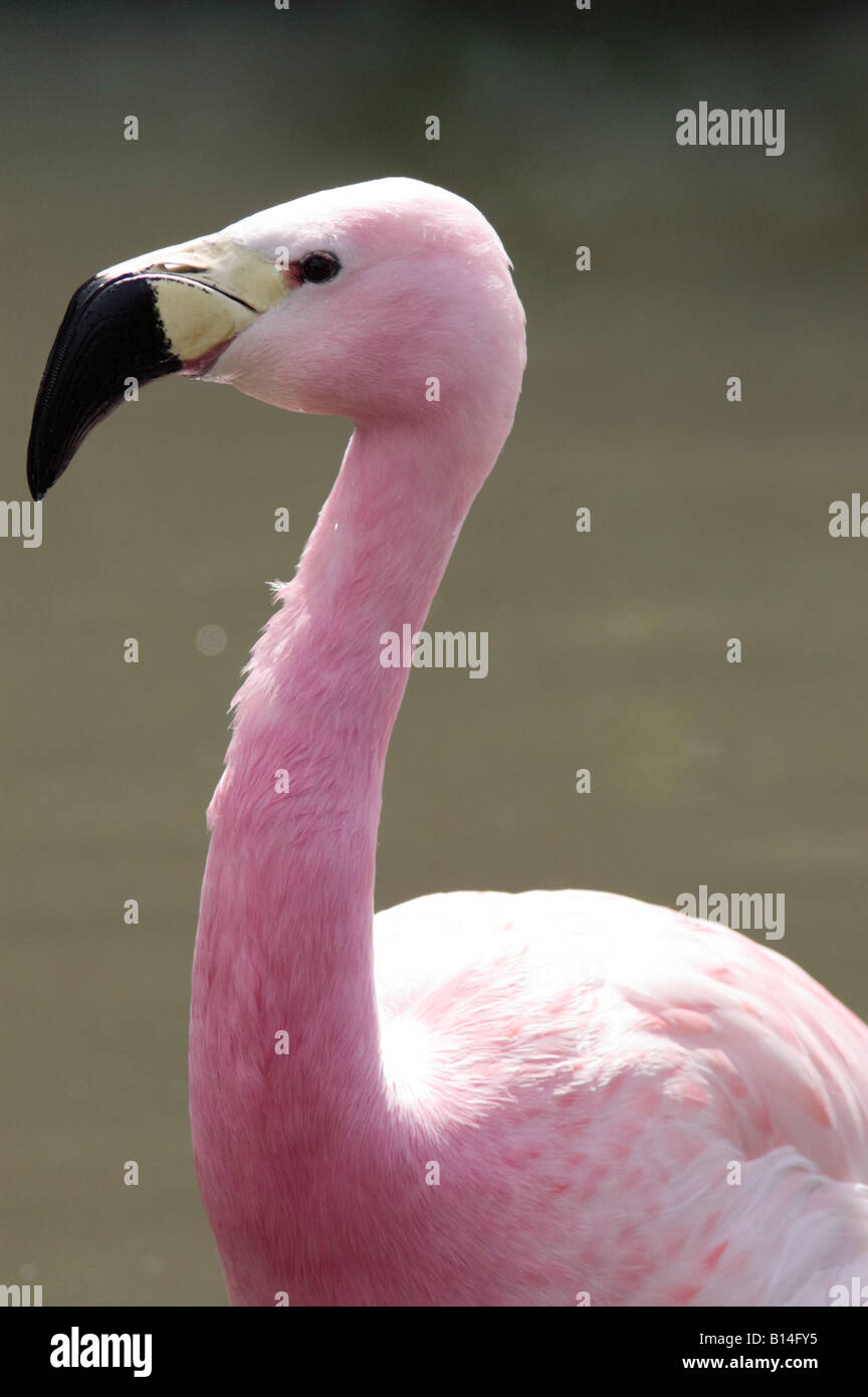 Andean Flamingo, Phoenicoparrus andinus Stock Photo - Alamy