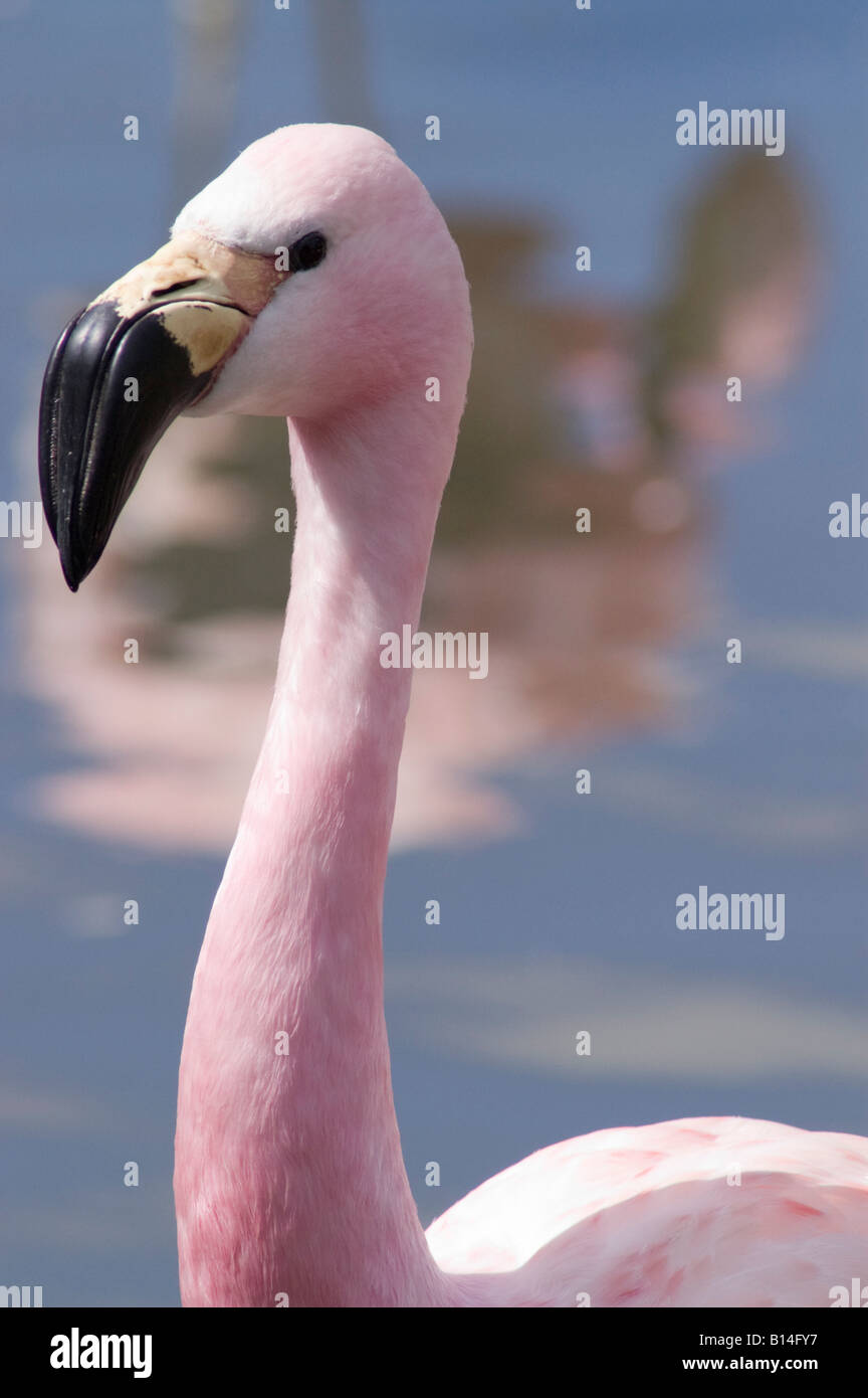Andean Flamingo, Phoenicoparrus andinus Stock Photo - Alamy