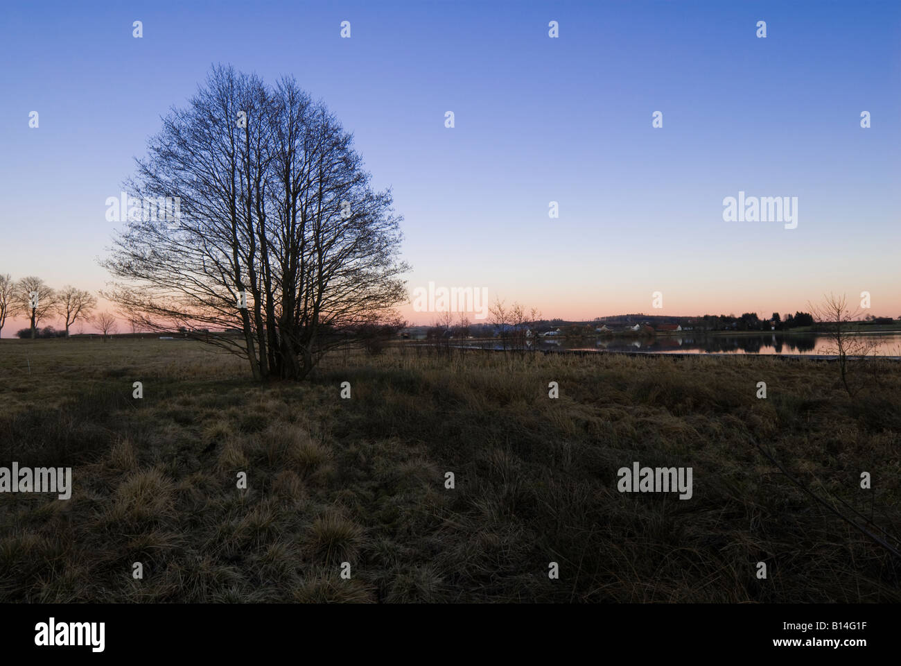 Blue hour trees collection Stock Photo - Alamy
