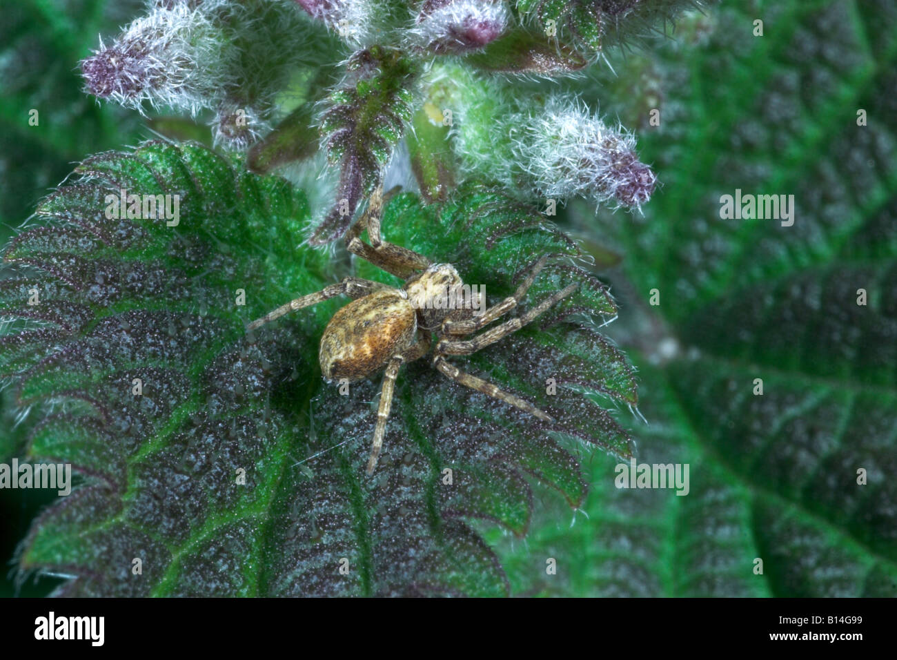Spider Lying In Wait High Resolution Stock Photography and Images - Alamy