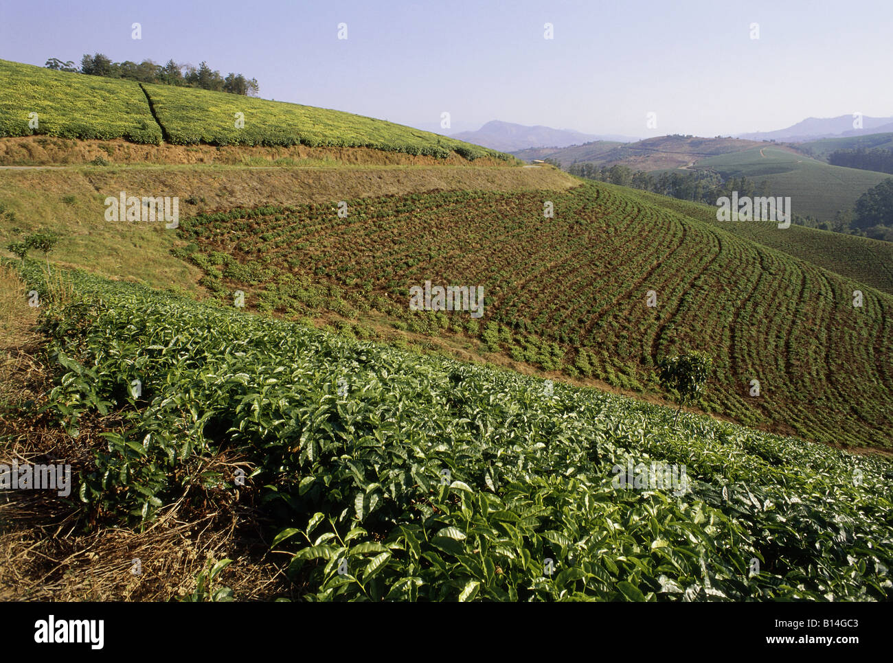 geography / travel, Zimbabwe, agriculture, tea fields in Honde Valley ...
