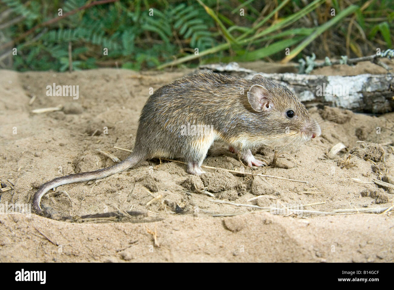 Mexican Spiny Pocket Mouse Liomys irroratus Stock Photo - Alamy