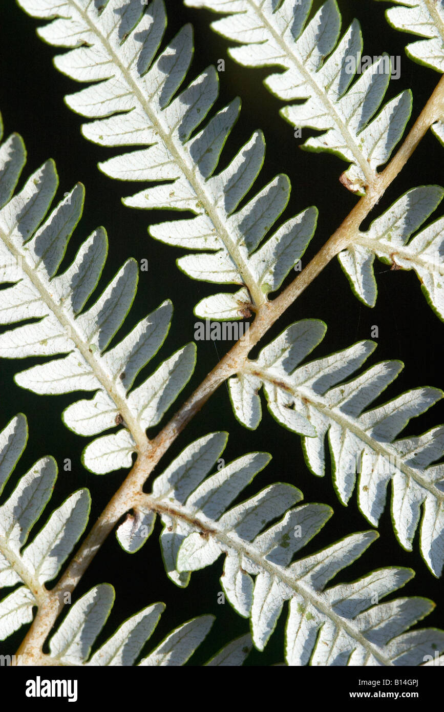 Silver Fern Frond underside Cyathea dealbata Stock Photo - Alamy
