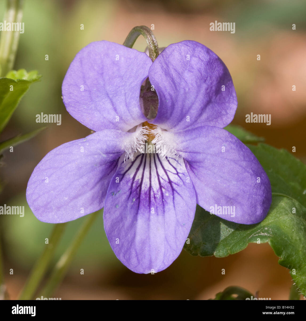 Early dog violet captured in Germany Stock Photo - Alamy