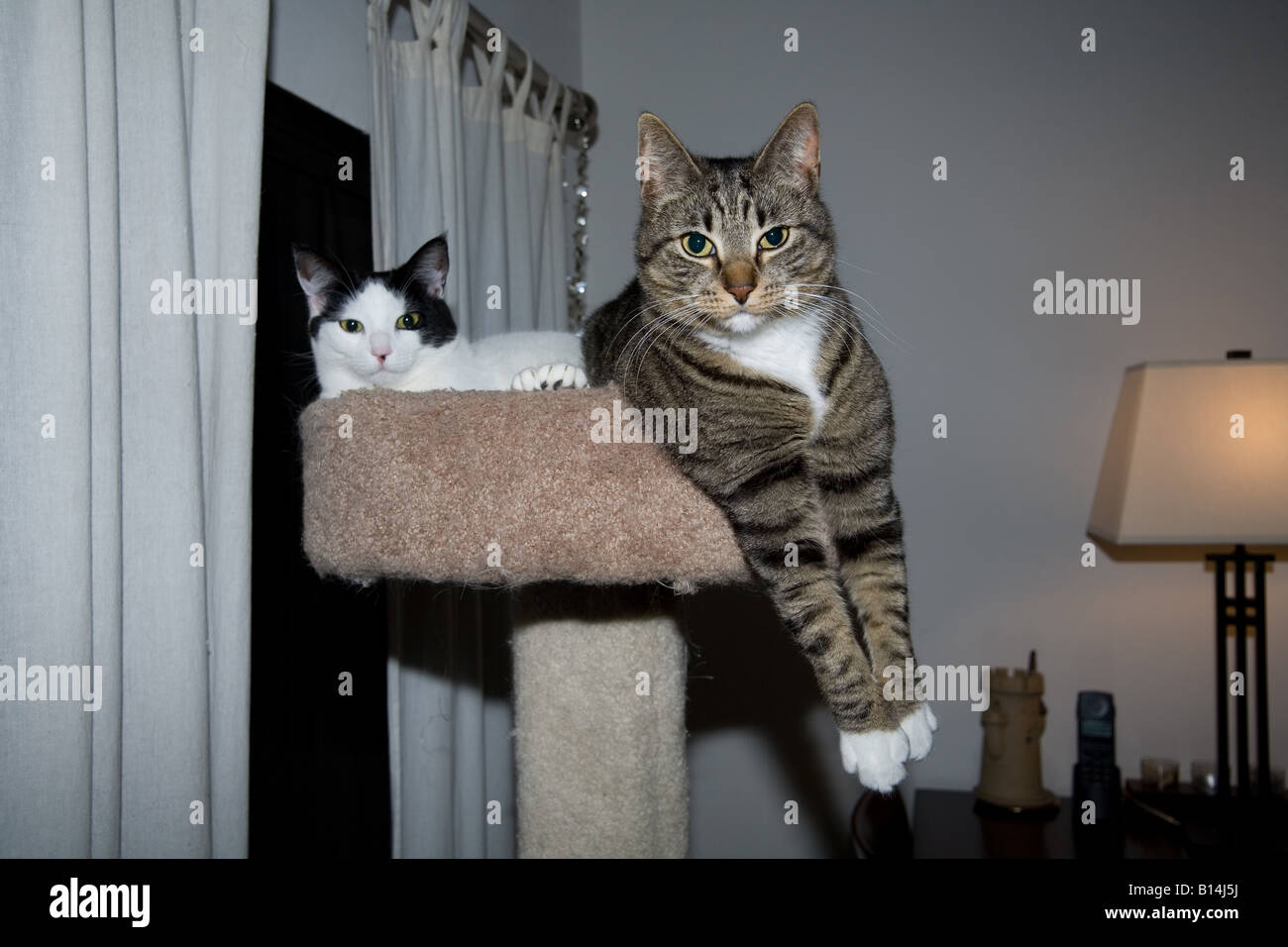 two cats perched in a kitty tree Stock Photo - Alamy