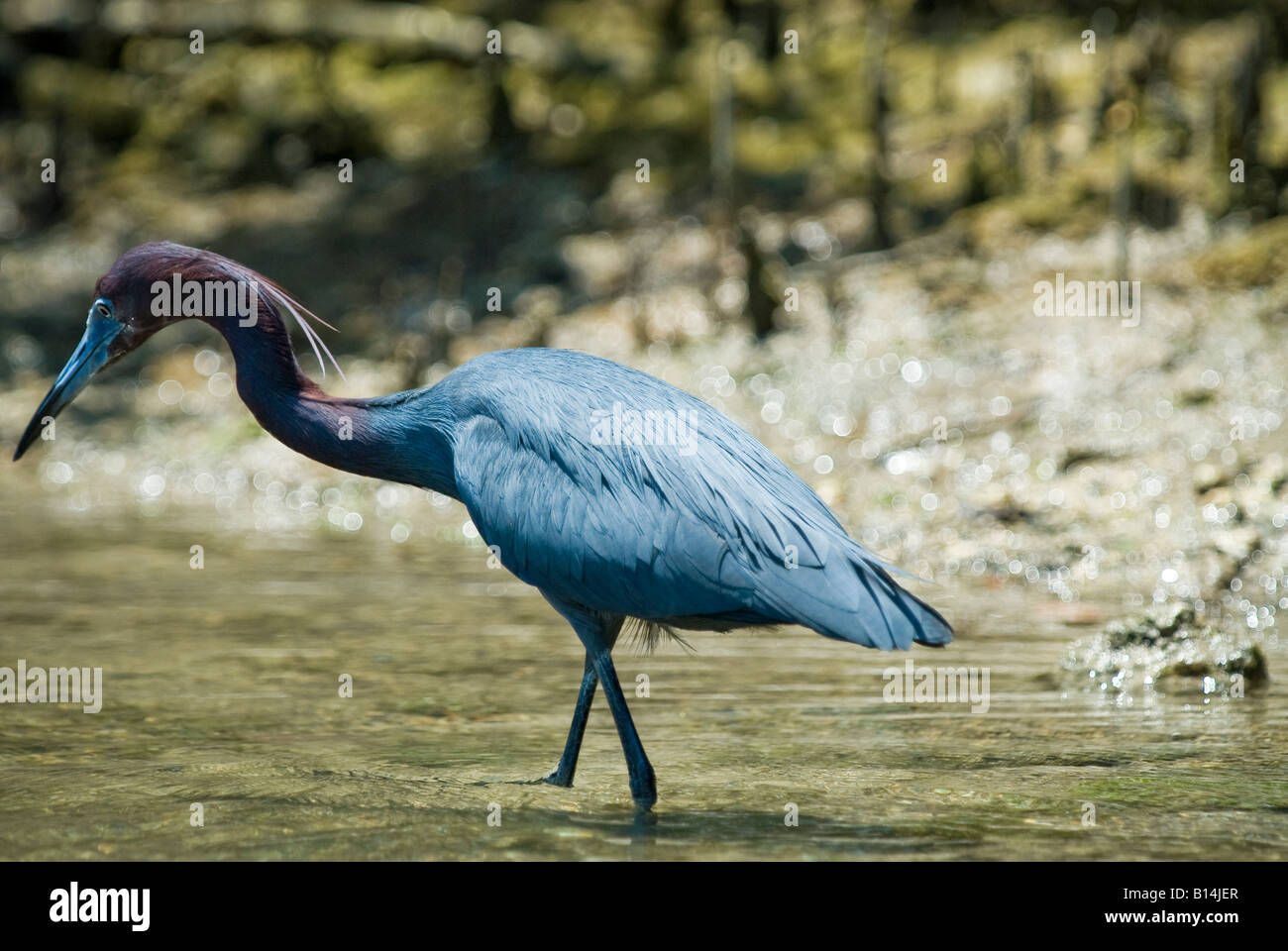 Little blue heron in breeding plumage hi-res stock photography and ...