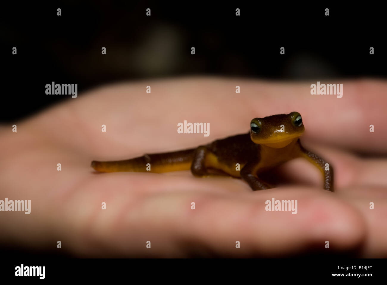 Newt taricha salamandridae hi-res stock photography and images - Alamy