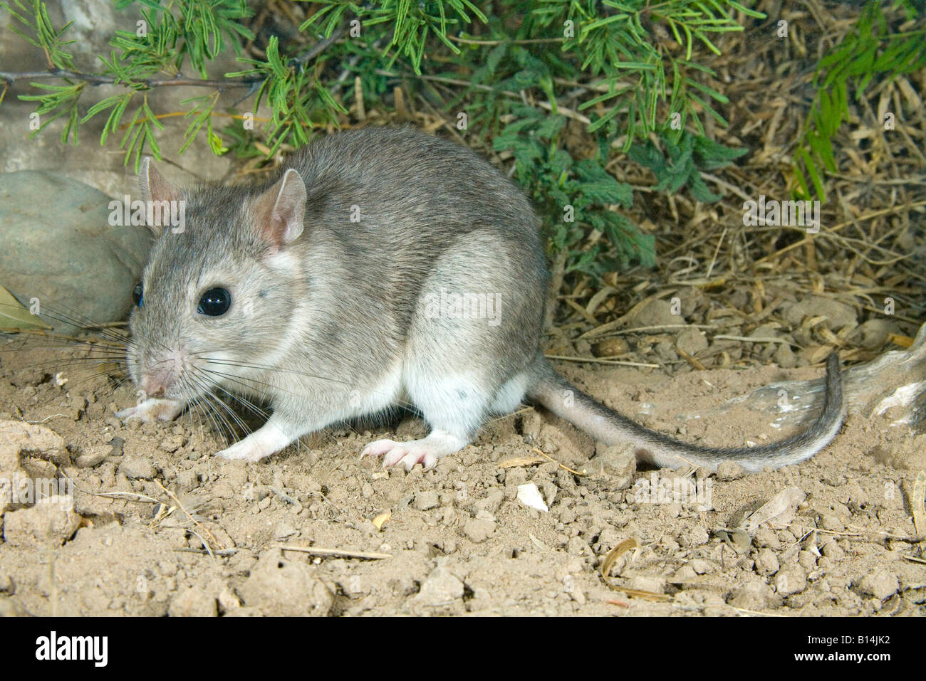 Texas southern plains hi-res stock photography and images - Alamy