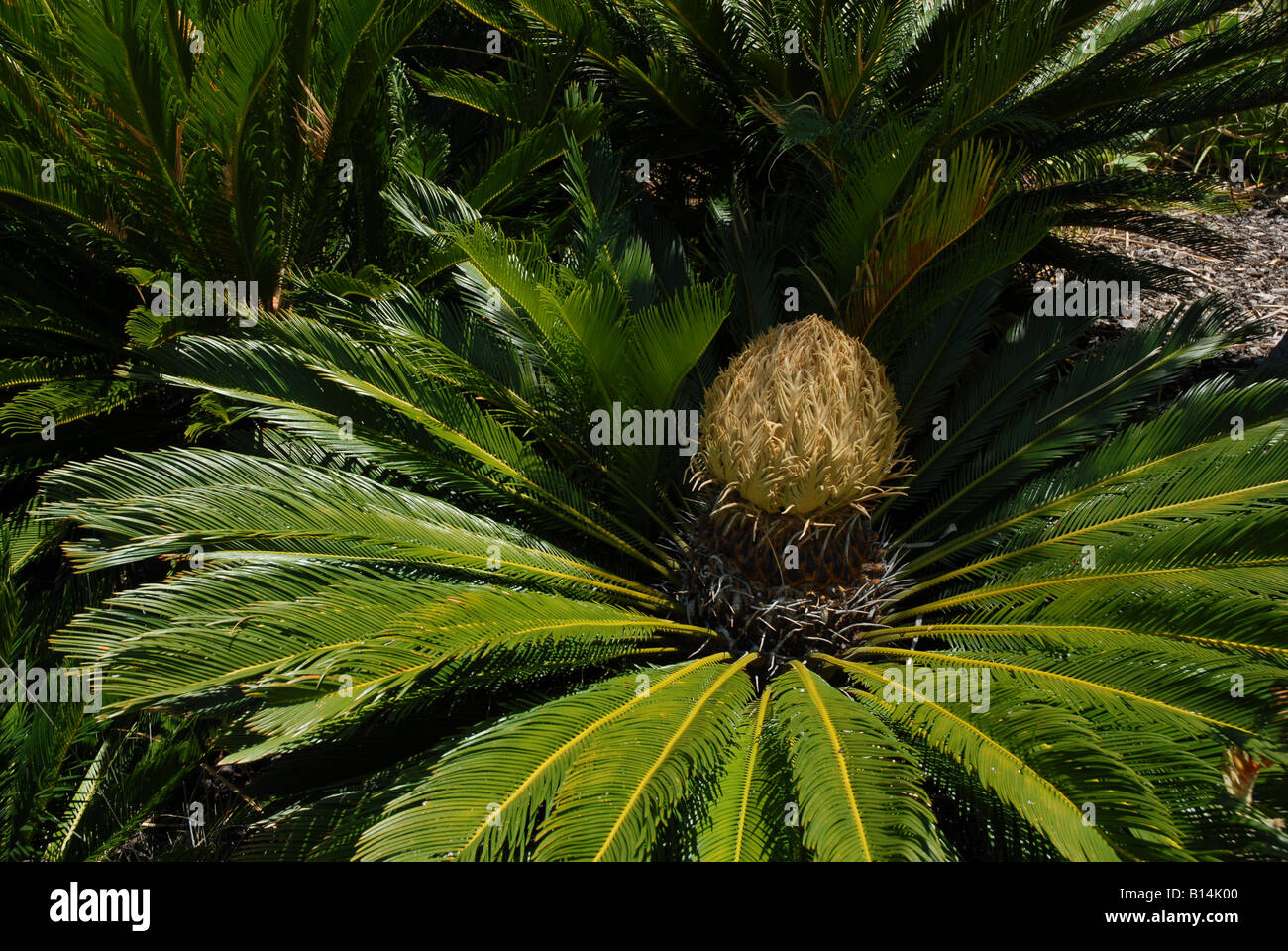 Well laid out extensive gardens,with many water features, unusual ...