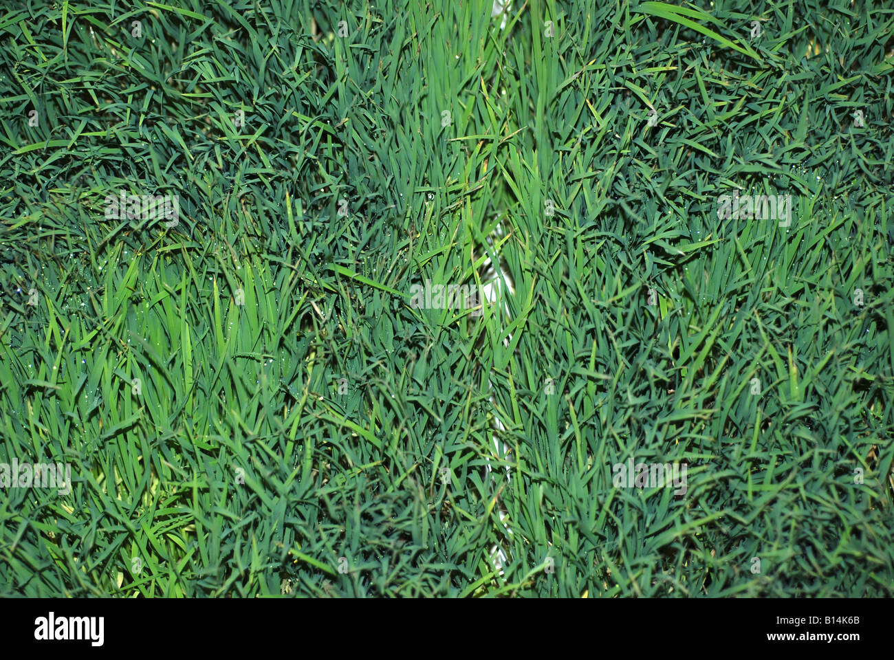 Paddy seedlings,view from top view Stock Photo - Alamy