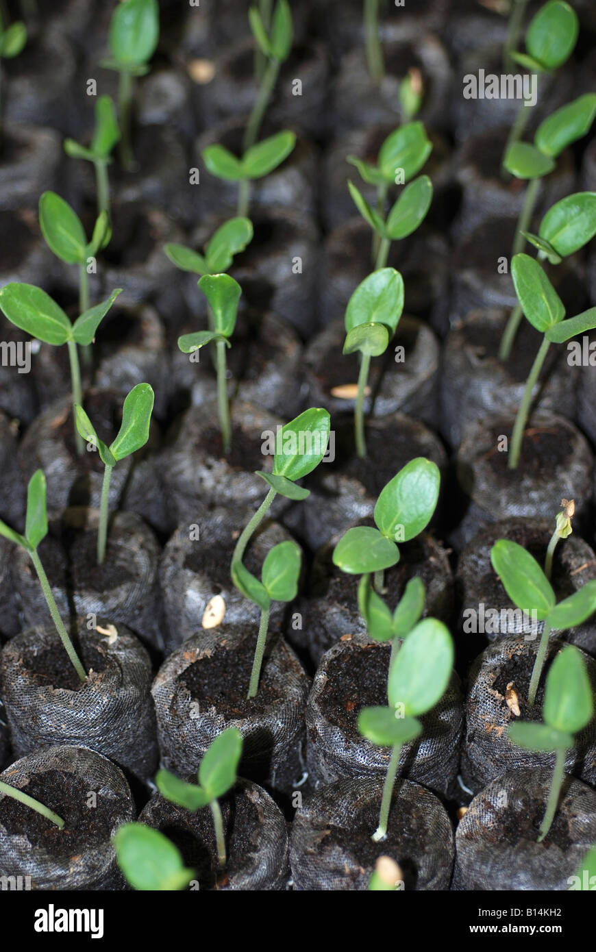 Bean sprouts in farm nursery Stock Photo - Alamy