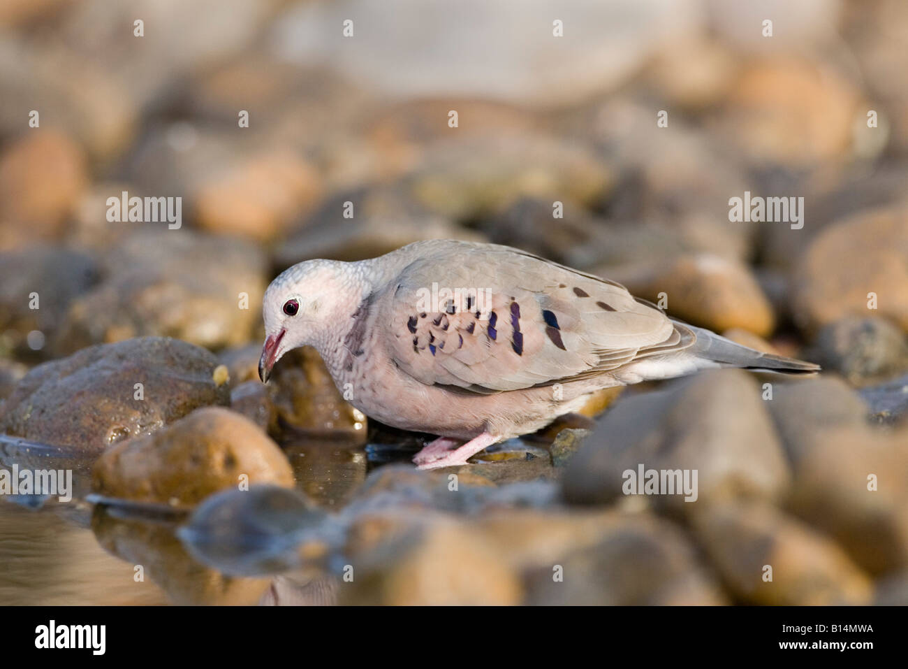 Common ground dove male hi-res stock photography and images - Alamy