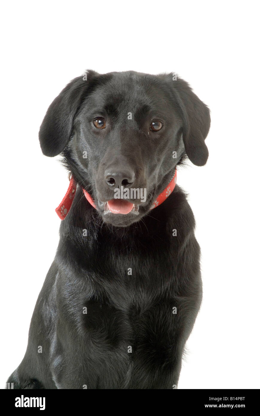 black labrador dog puppy collar hounddog beg begging for food mouth ...
