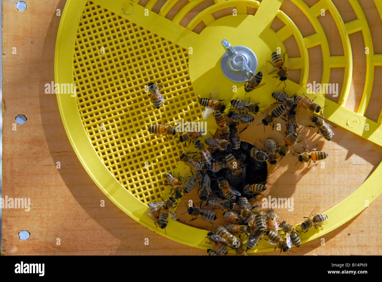 "swarm of ^honeybees in portable ^beehive, California Stock Photo - Alamy