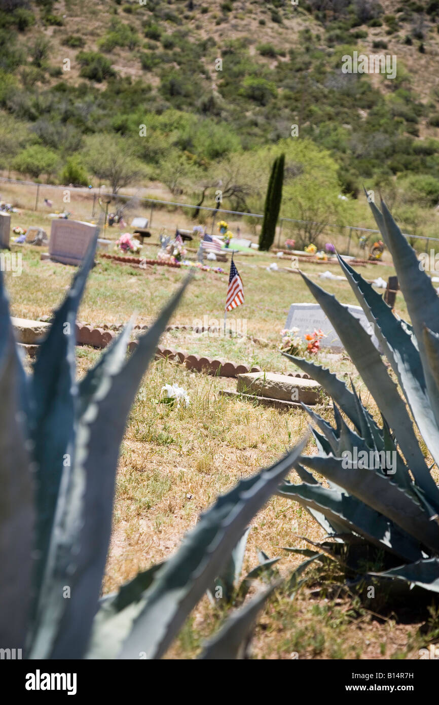 Death cactus hi-res stock photography and images - Alamy