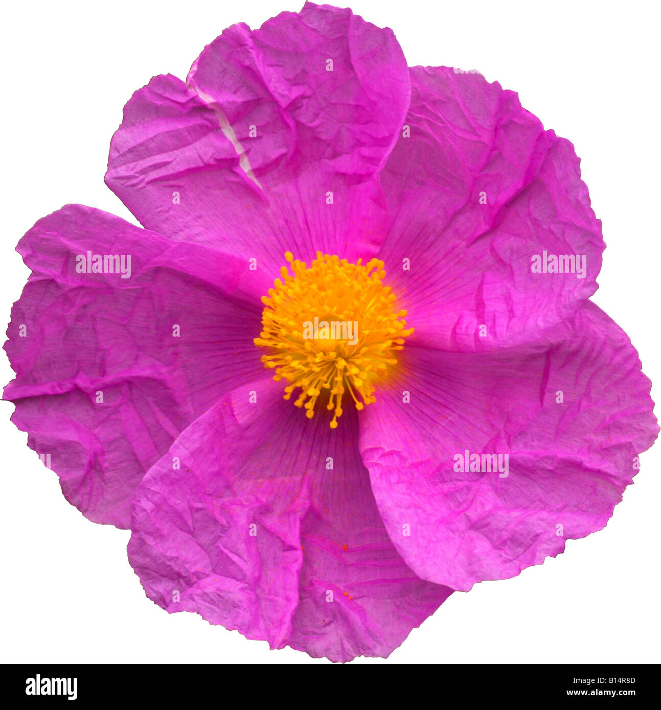 Cistus / Rock Rose / Sun Rose Stock Photo - Alamy