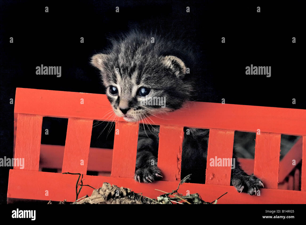 Kitten in red box Stock Photo - Alamy