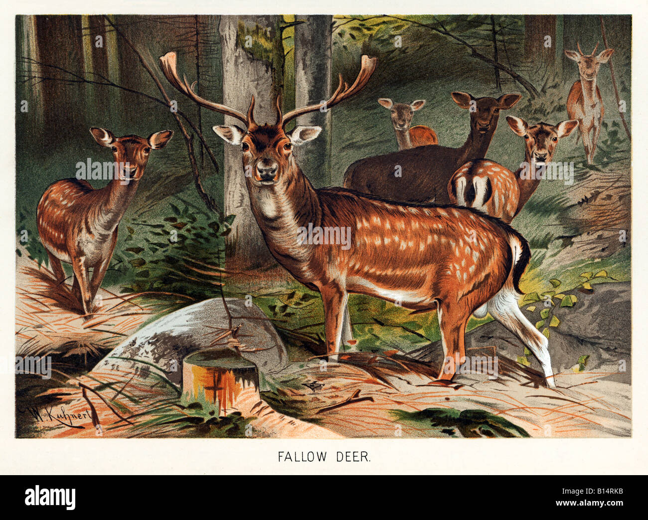 Fallow Deer Edwardian print of the European deer introduced to England ...