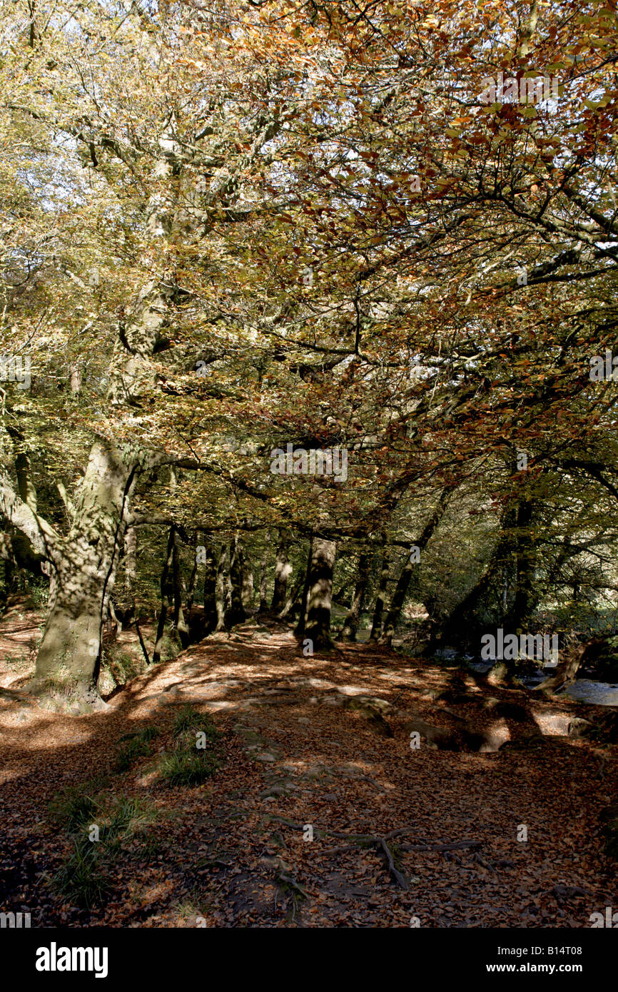 Woodland stream in autumn Stock Photo - Alamy