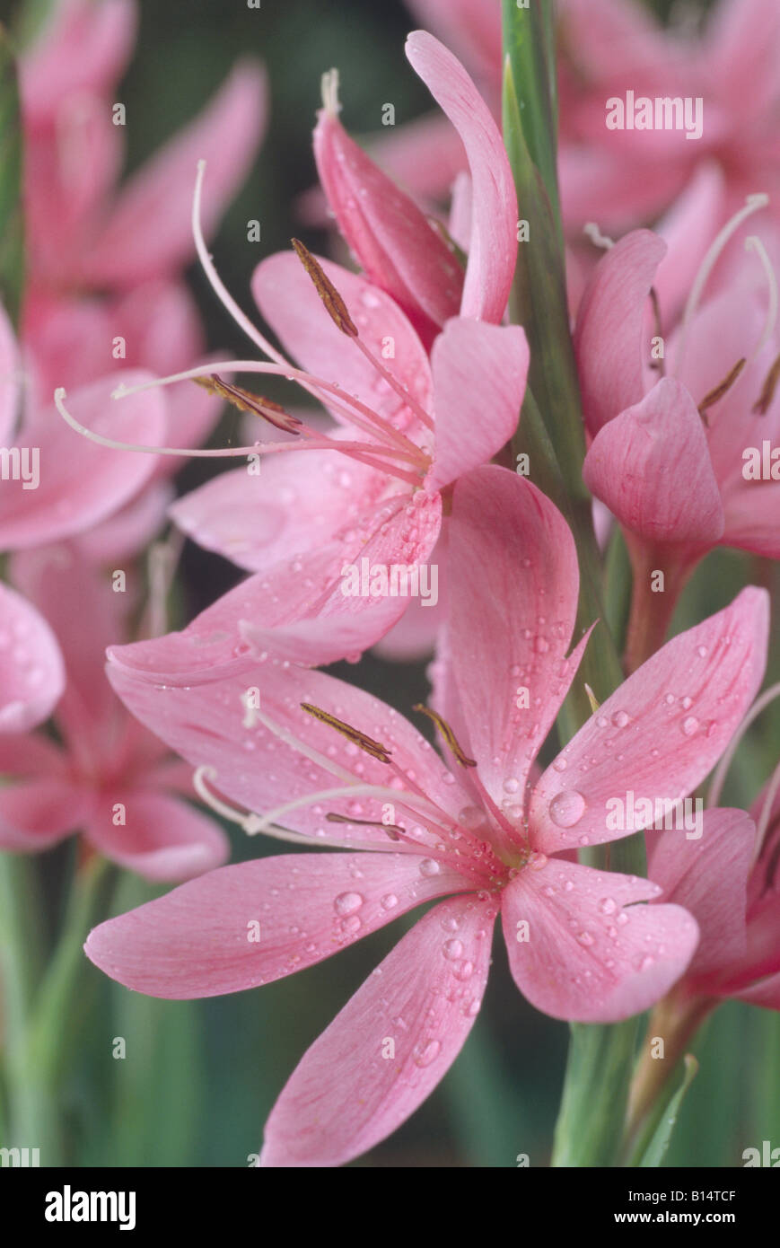 Hesperantha coccinea syn. Schizostylis coccinea 'Fenland Daybreak ...