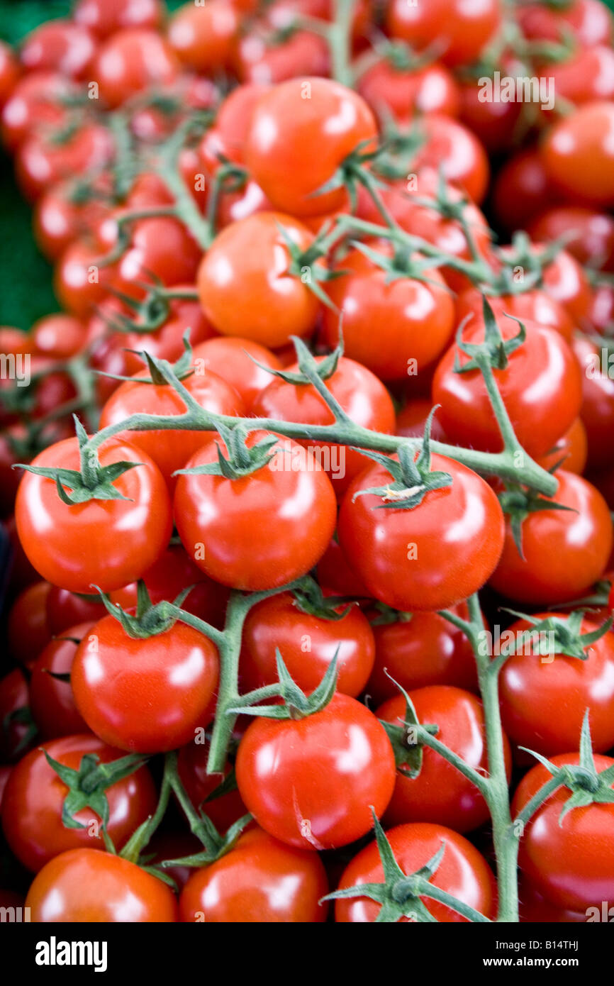 tomatoes on vine Stock Photo - Alamy