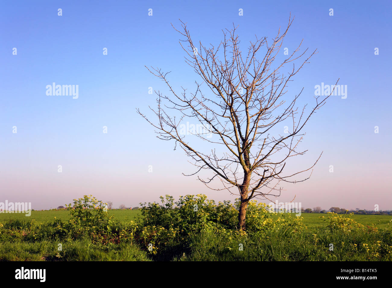 Singular tree hi-res stock photography and images - Alamy
