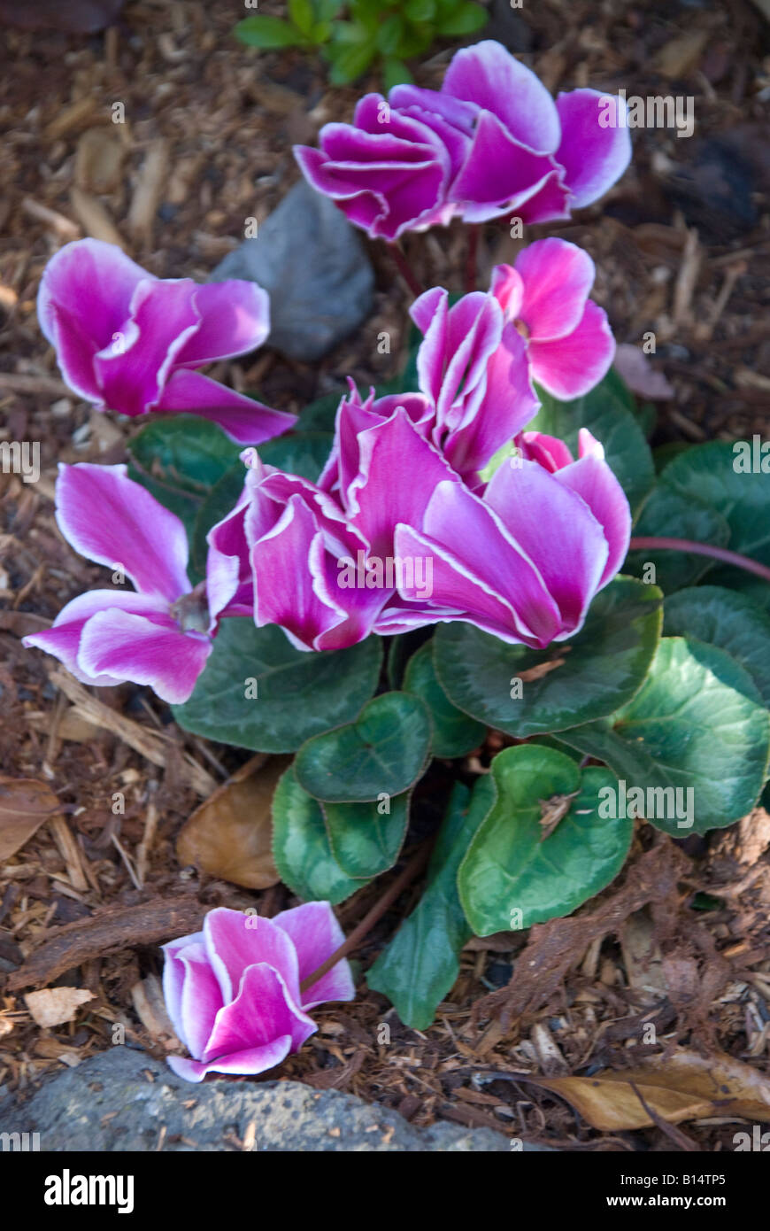 Purple cyclamen hi-res stock photography and images - Alamy