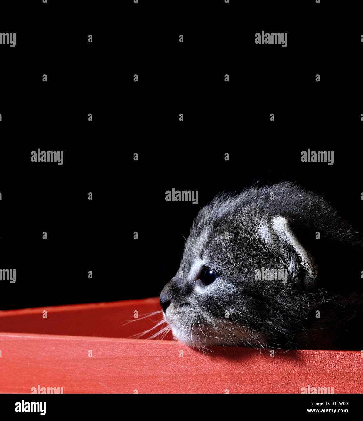 Kitten in red box Stock Photo - Alamy
