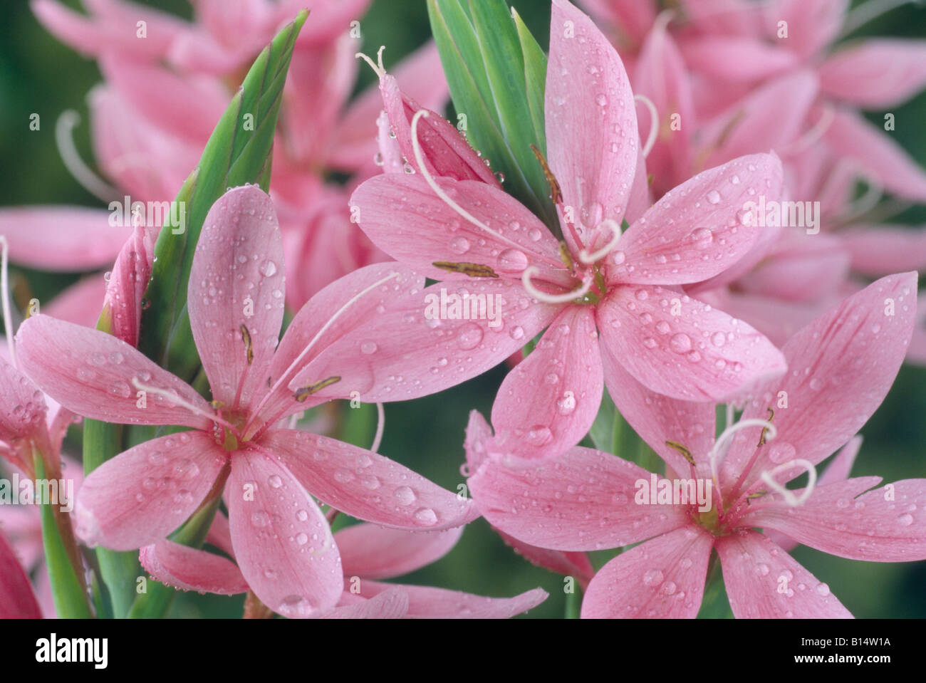 Hesperantha coccinea water hi-res stock photography and images - Alamy