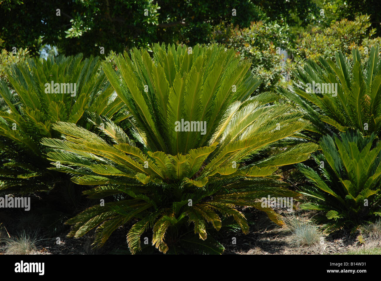 Well laid out extensive gardens,with many water features, unusual ...