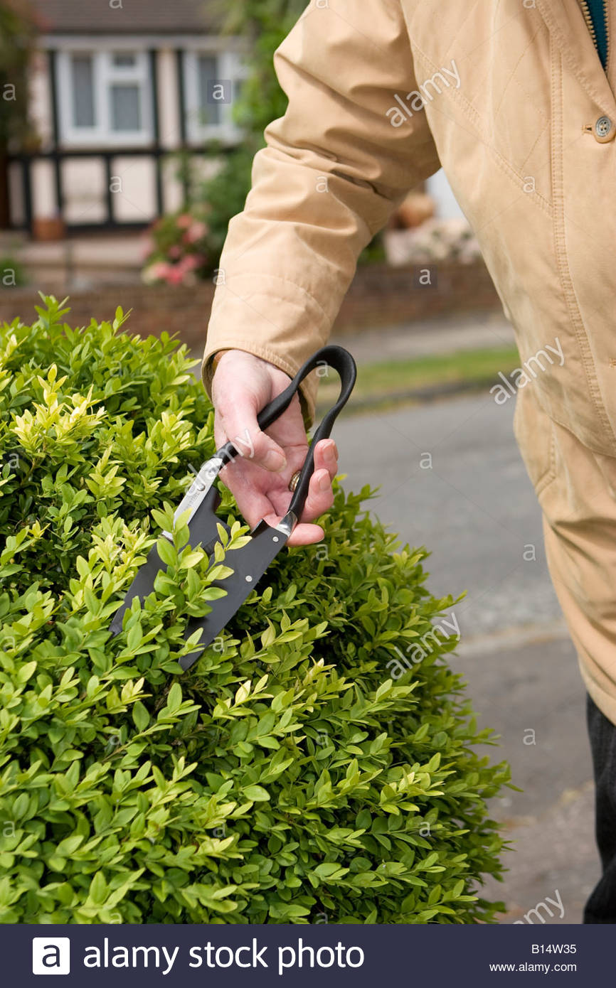 Clipping Box Hedge High Resolution Stock Photography and Images - Alamy