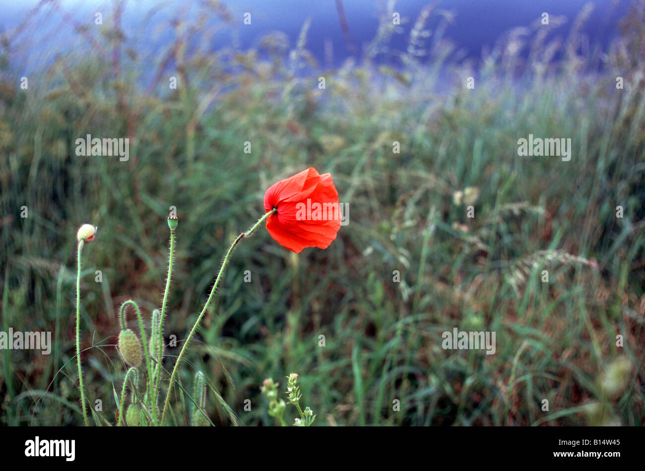 Lone red poppy hi-res stock photography and images - Alamy