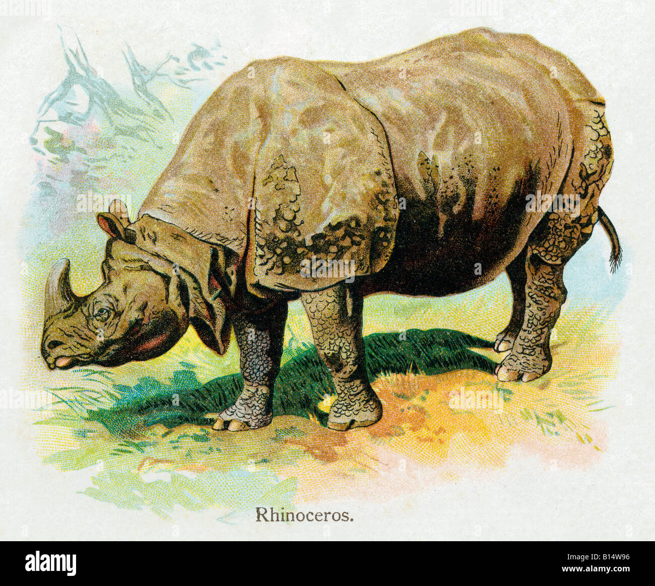 Rhinoceros Edwardian print of the formidable African armoured animal ...
