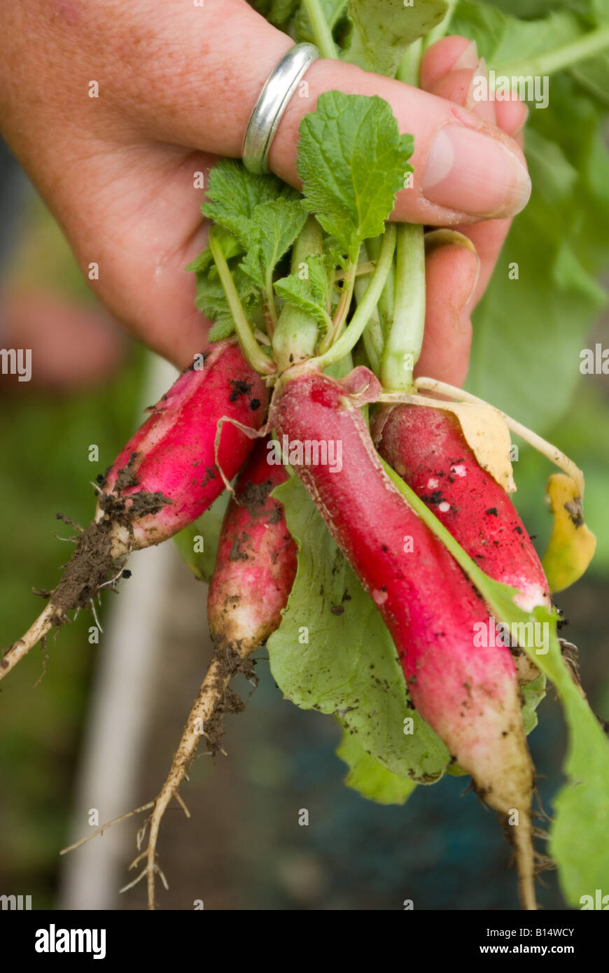 Radishes french breakfast hi-res stock photography and images - Alamy