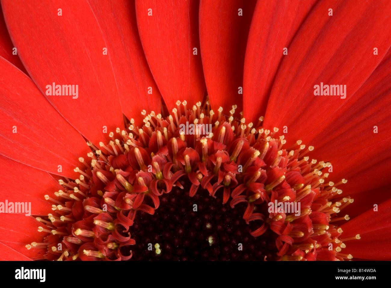Close up of red Gerbera Stock Photo - Alamy