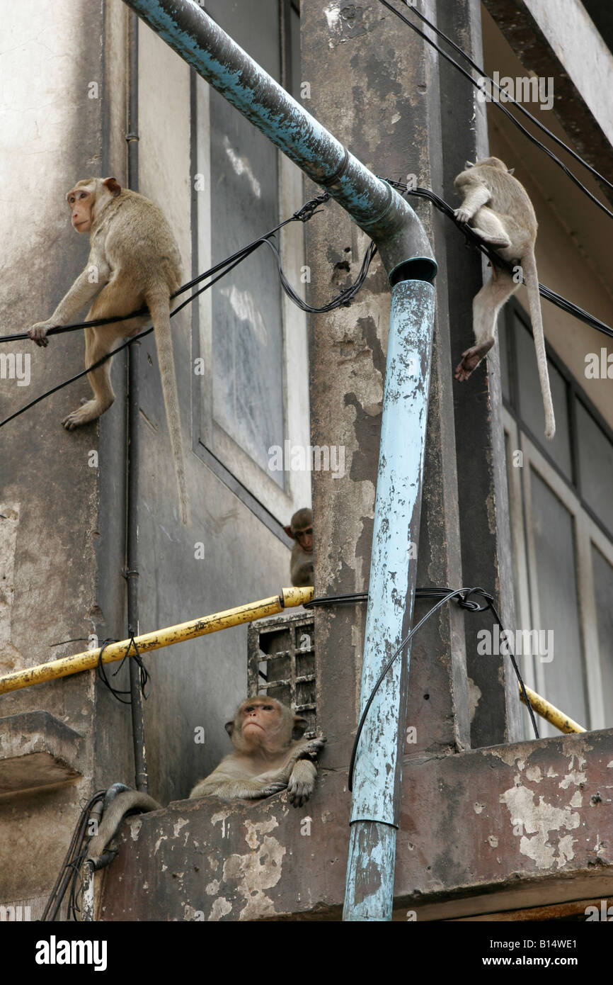 Macaque monkeys sitting on electric wires, Lopburi, Thailand Stock ...