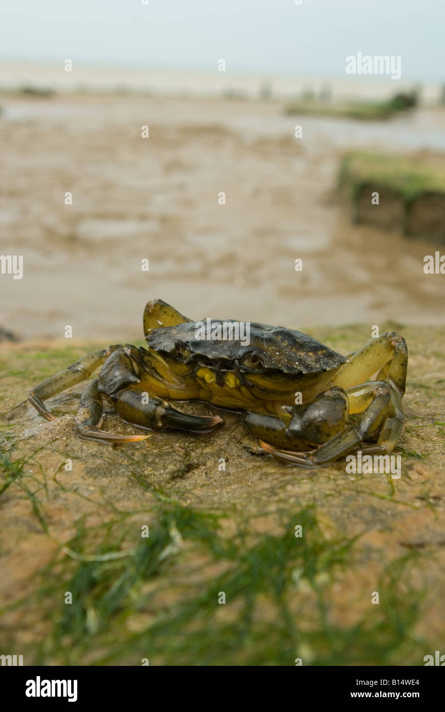 Crab on rock Stock Photo - Alamy