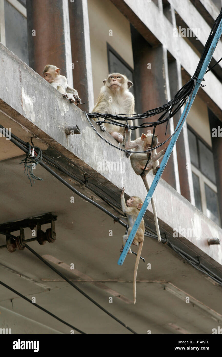 Macaque monkeys playing with electric wires, Lopburi, Thailand Stock ...