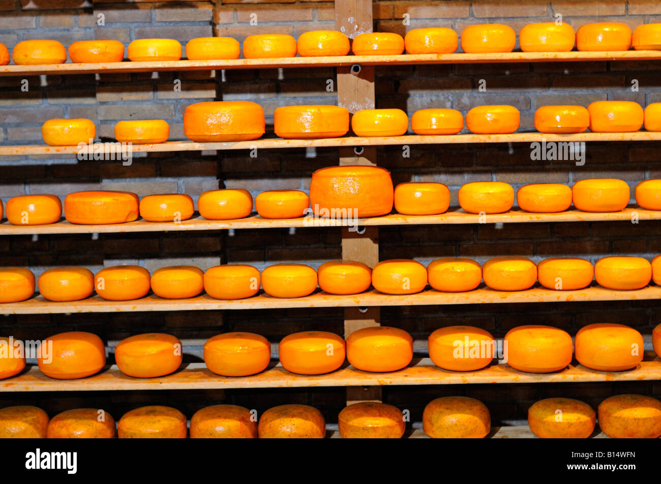 Shelf full of Dutch cheese at Alida Hoeve traditional Dutch farm in ...