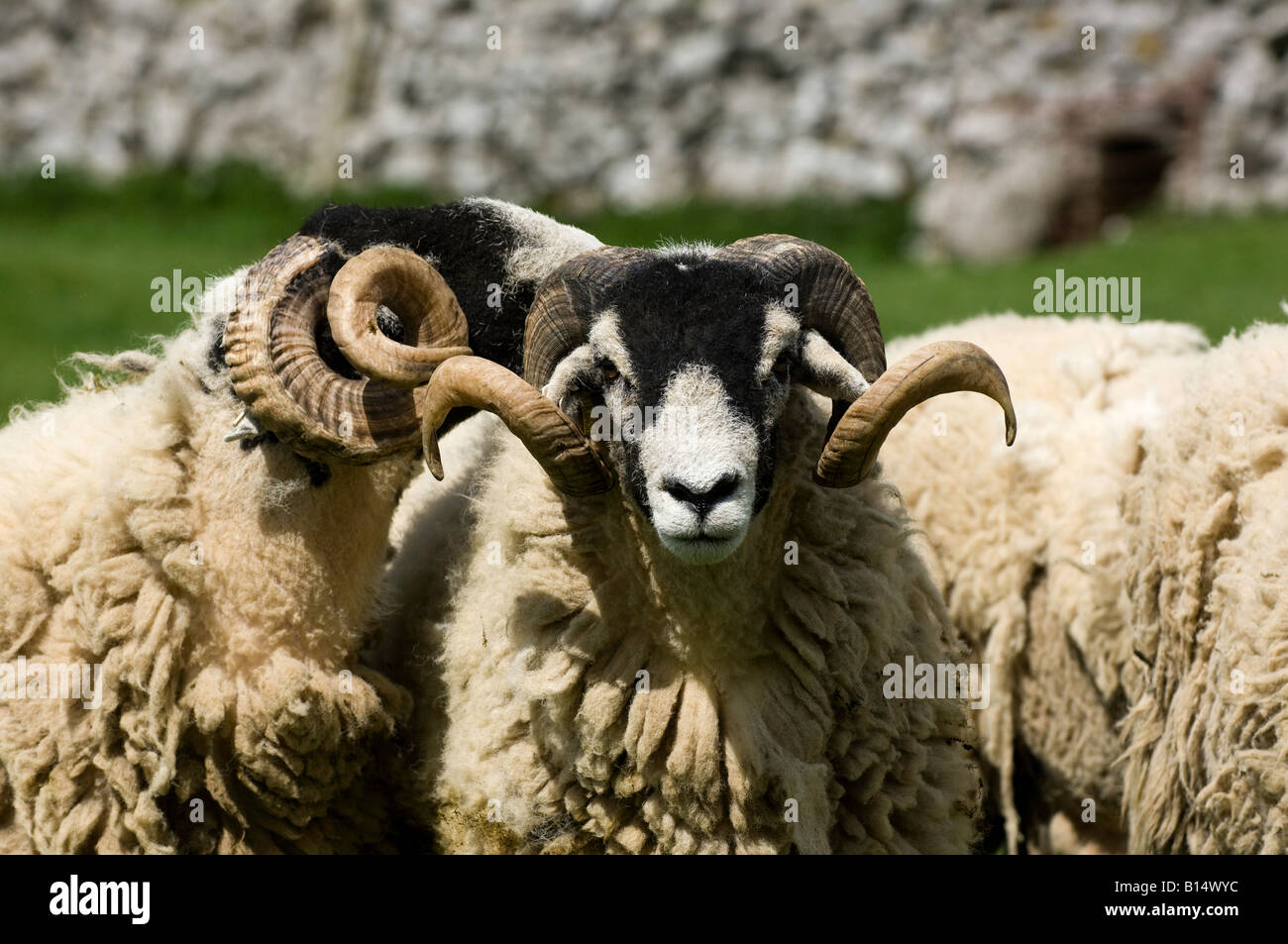 Rams face hi-res stock photography and images - Alamy