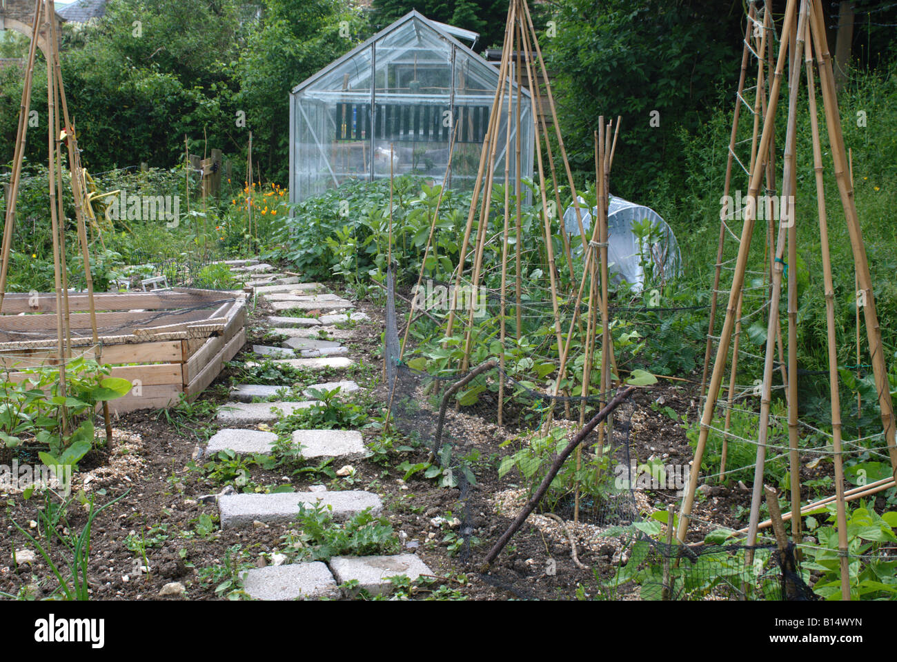 Allotment with greenhouse, raised bed and vegetables growing Stock ...