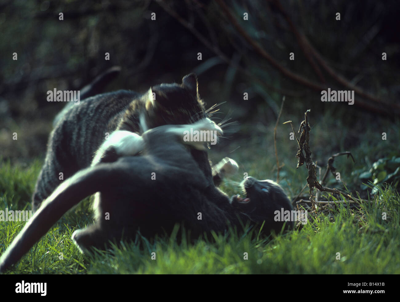 two cats fighting In fact these cats knew each other well so this was ...