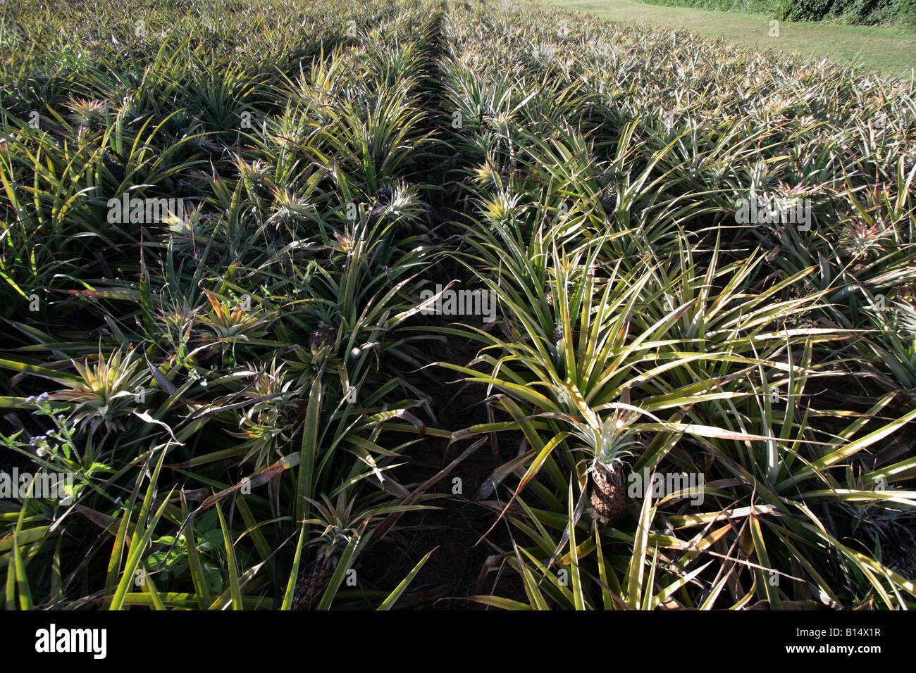 ROWS OF PINEAPPLE PLANTS HORIZONTAL BDB10063 Stock Photo - Alamy