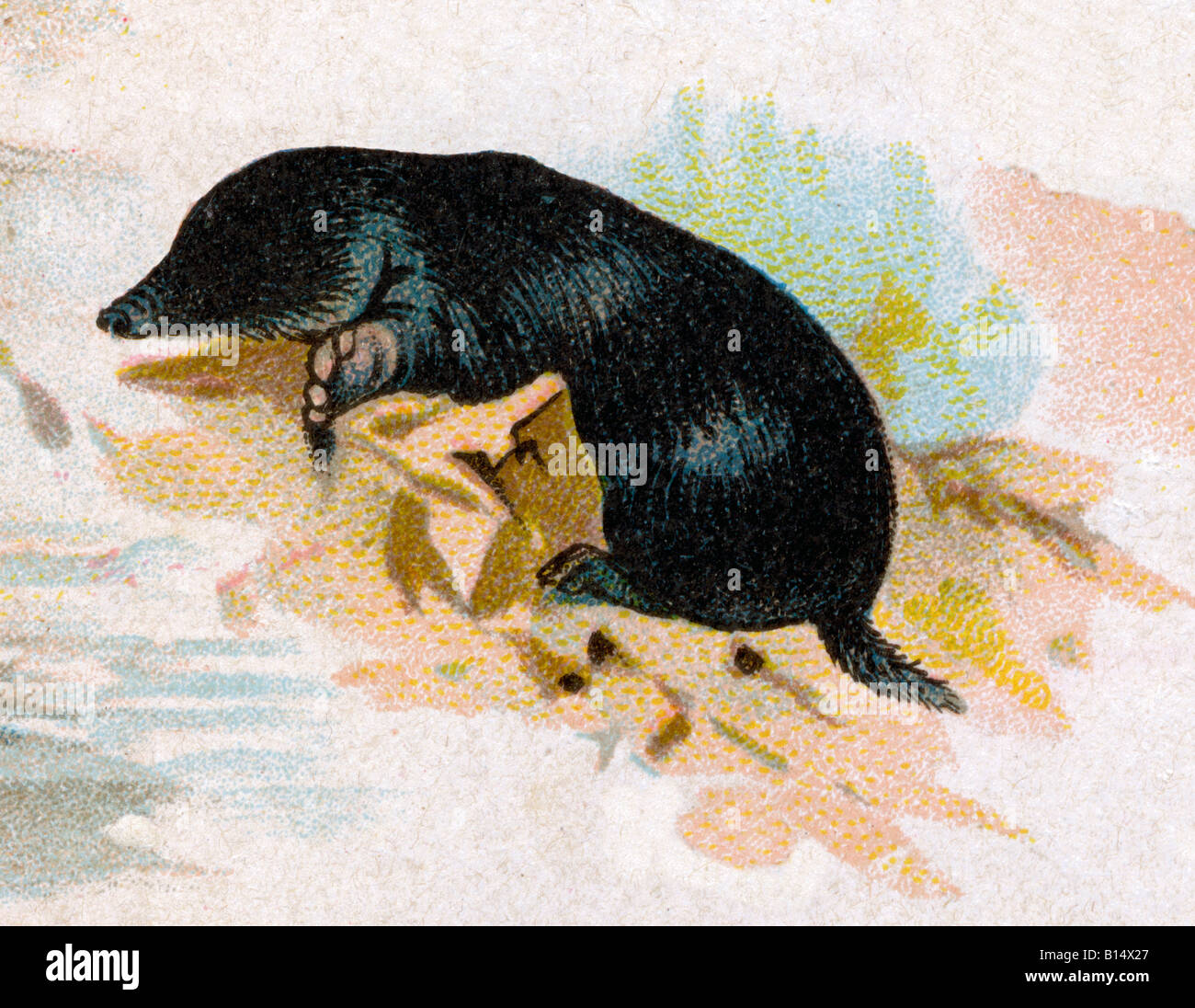 Mole Edwardian illustration of the burrowing animal scourge of the ...