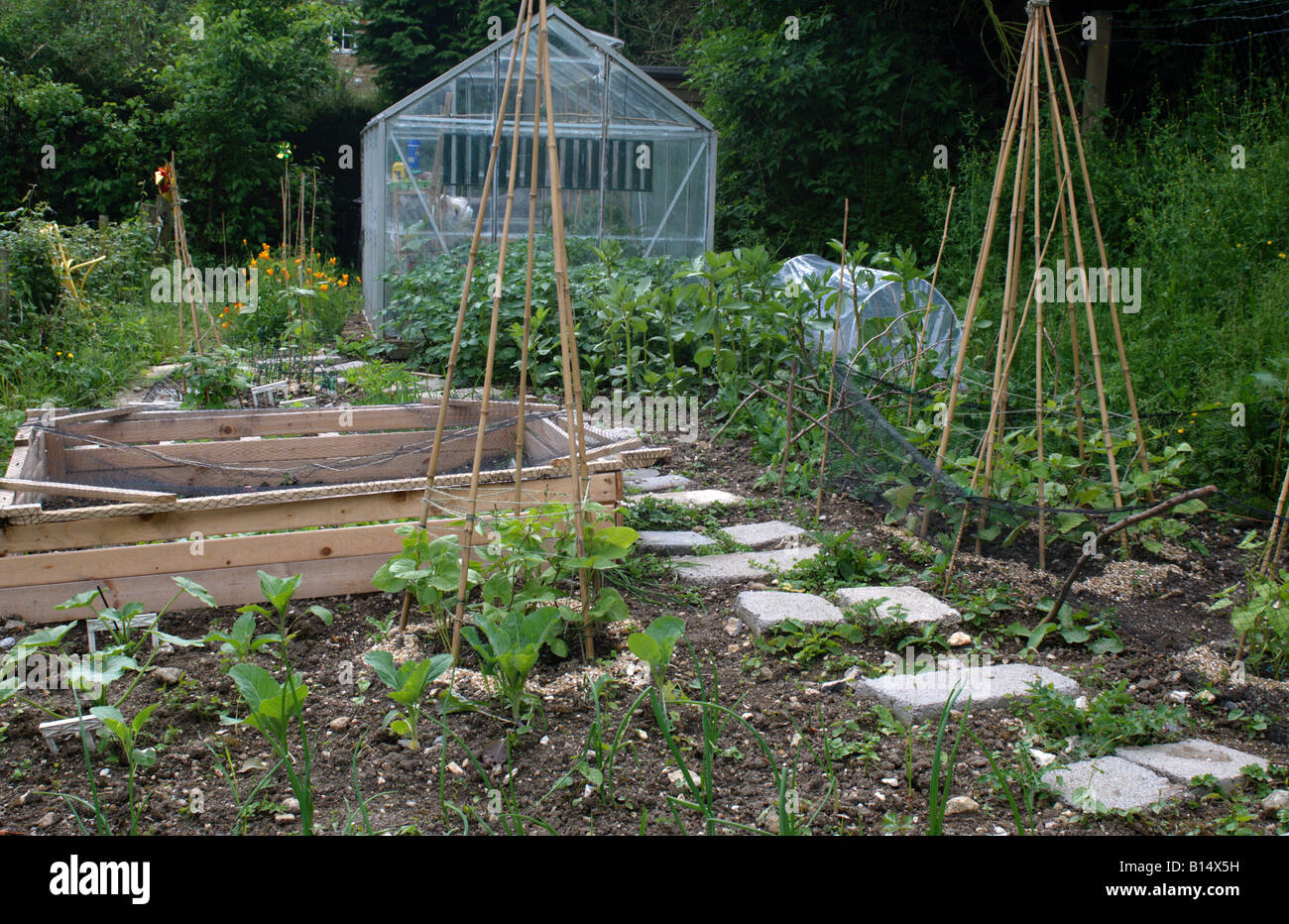 Allotment with greenhouse, raised bed and vegetables growing Stock ...