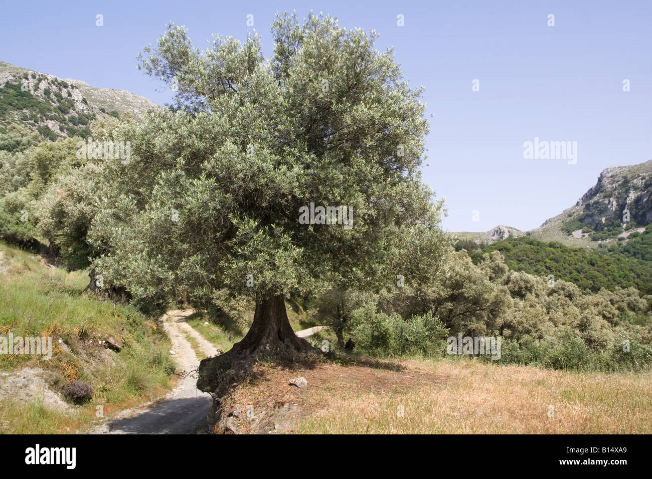 Cretan olive tree hi-res stock photography and images - Alamy