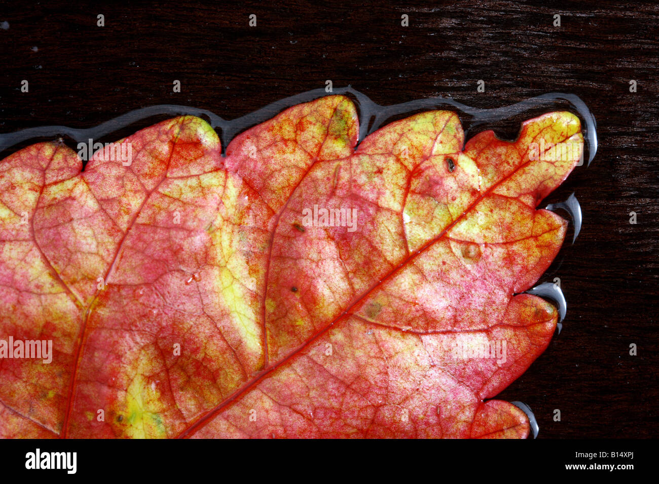 BRIGHT AUTUMN LEAF ON DARK TIMBER BACKGROUND SURROUNDED BY WATER ...