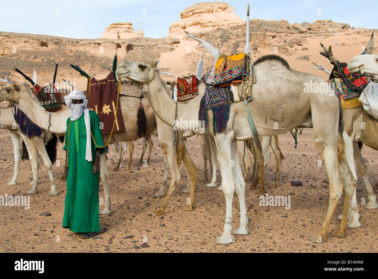 Camels in the Tadrart Acacus, Libyan Sahara Stock Photo - Alamy