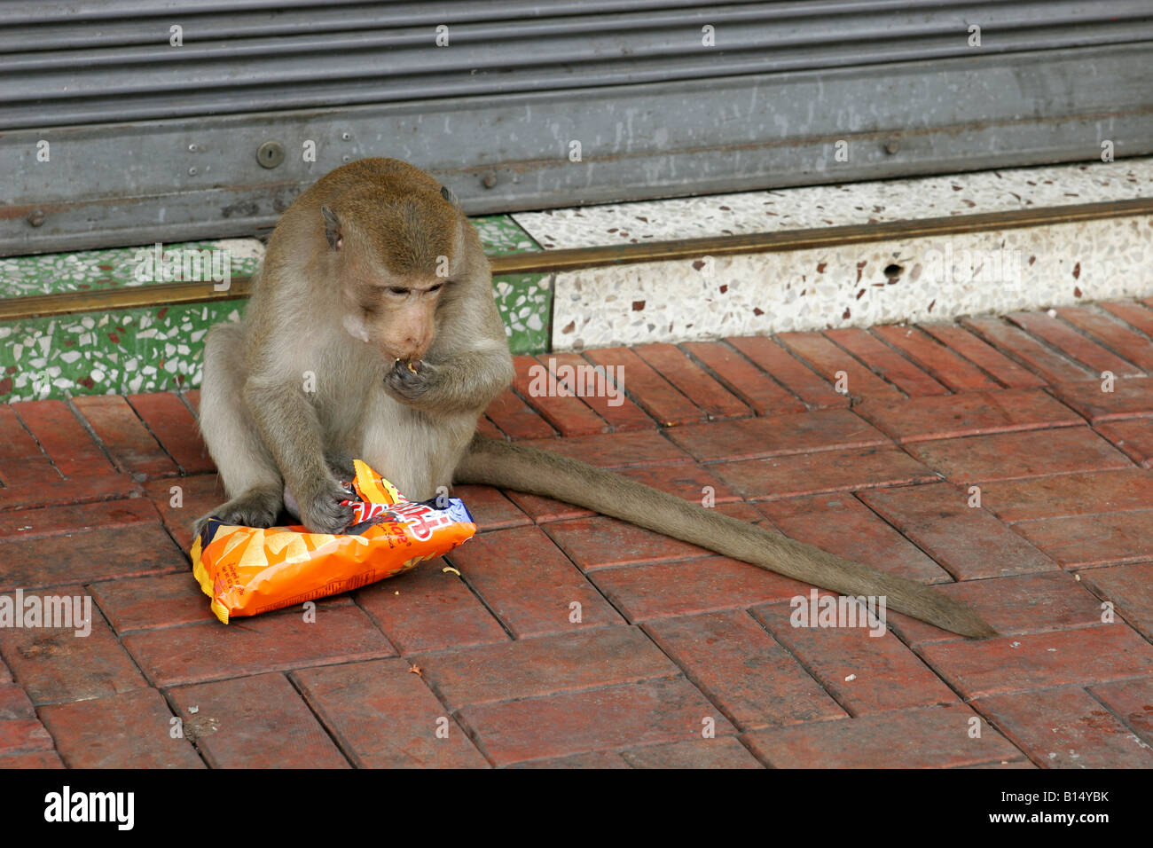 Macaque monkey eating chips on the street, Lopburi, Thailand Stock ...